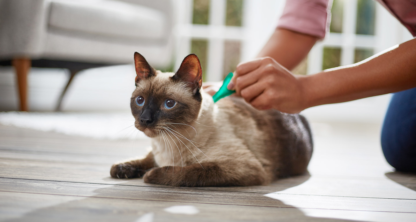 What To Do If Your Cat Has Fleas? - Your Pets Buddy What To Do If Your Cat Has Fleas? - Your Pets Buddy