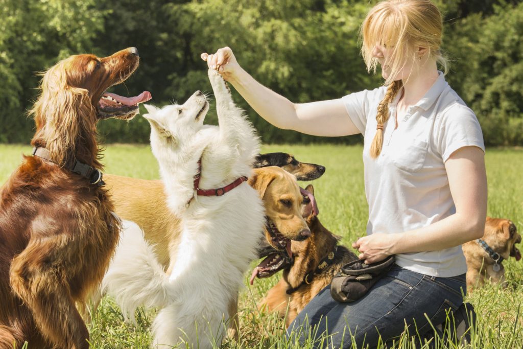 5 Ways To Encourage Positive Behavior In Your Dog - Your Pets Buddy